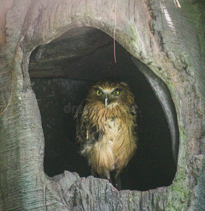 An Owl Stands Gazing Forward in Its Nest Stock Photo - Image of feather ...