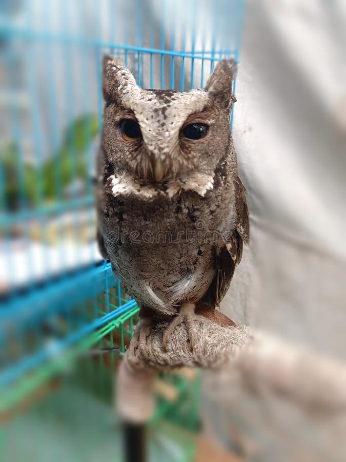 An Owl Stands on a Wood in it S Cage Stock Image - Image of natural ...