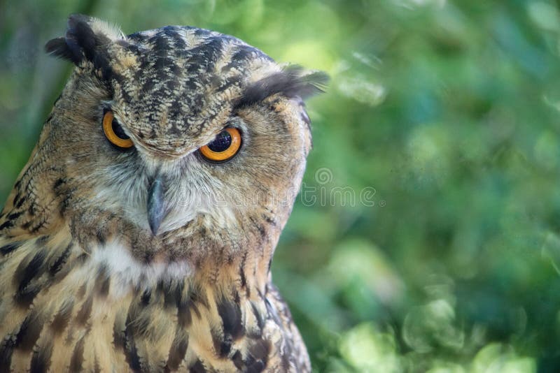 Owl stare down stock photo. Image of animal, camera, thirds - 99881670