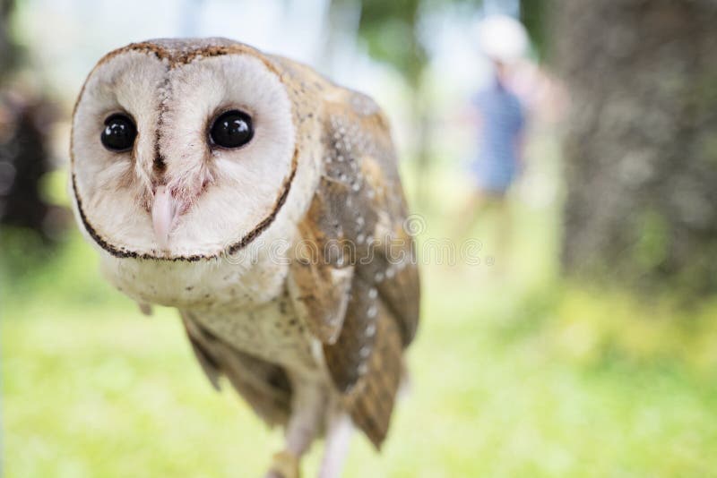 Owl on the stick stock photo. Image of face, nature, animal - 89886608