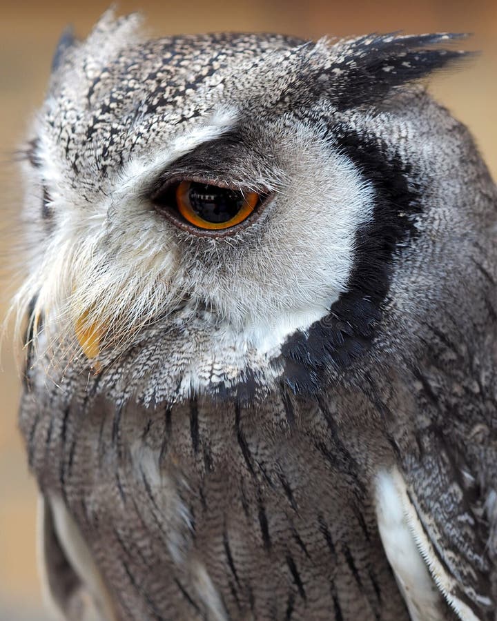 2,641 Hooked Beak Photos - Free & Royalty-Free Stock Photos from Dreamstime