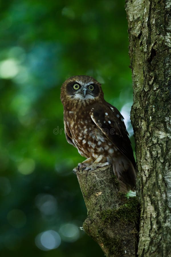 Owl on a Stump Looking Down Stock Image - Image of colourful, beak ...