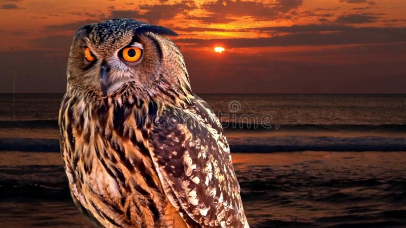 An Owl with a Sunset Sky Background Stock Footage - Video of orange ...