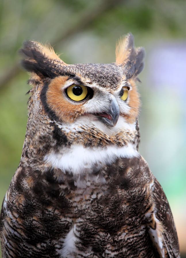 Owl talking? stock photo. Image of nature, questioning - 23563780