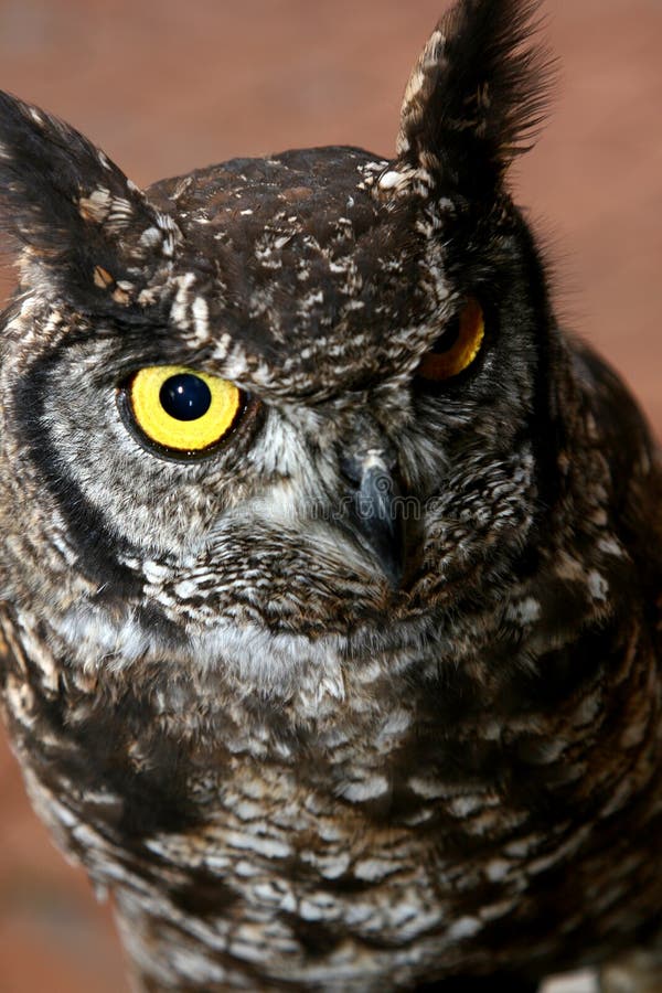 Owl top stock image. Image of endangered, feather, round - 1201963