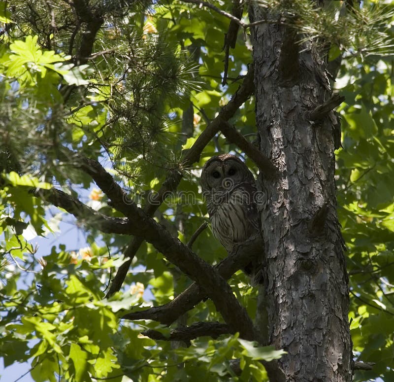 Owl in a Tree stock image. Image of barred, large, branch - 732701