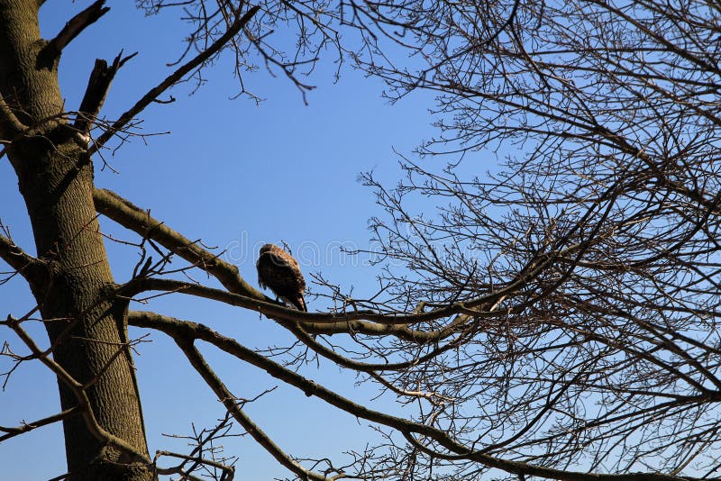 Owl on Tree Branch stock photo. Image of branch, beak - 274809958