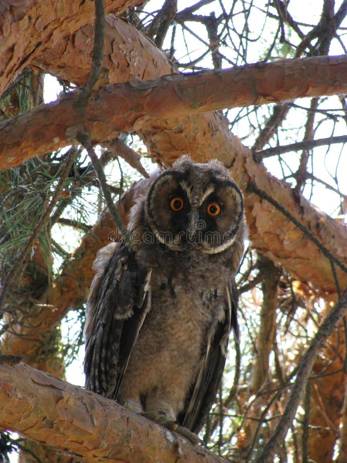 Owl on the tree stock image. Image of eyes, feathers - 59816499