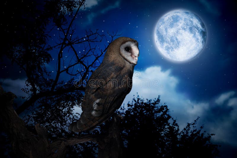 Owl on Tree in Dark Forest Under Starry Sky with Full Moon at Night ...