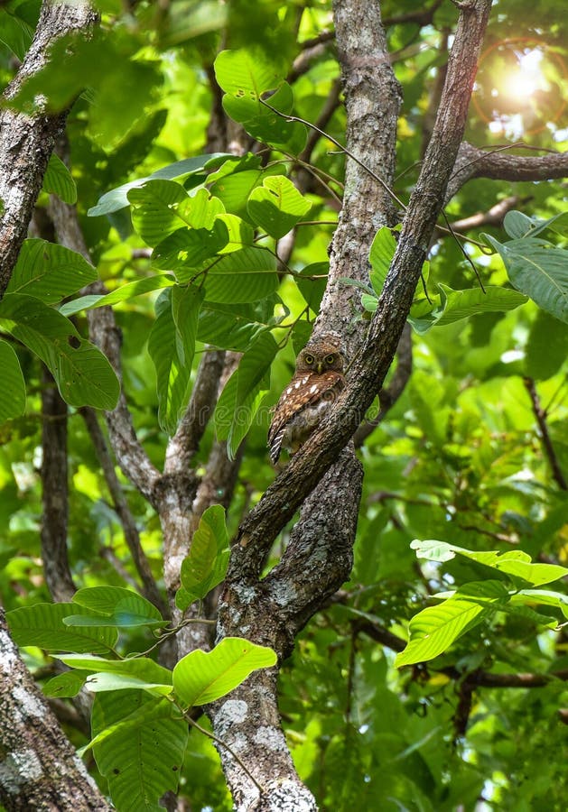 Owl on tree nature stock photo. Image of horizontal, location - 74950446