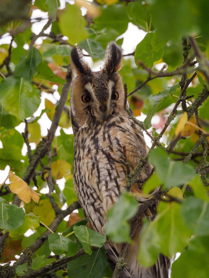 Owl in a tree stock image. Image of nature, hiking, forest - 261909279
