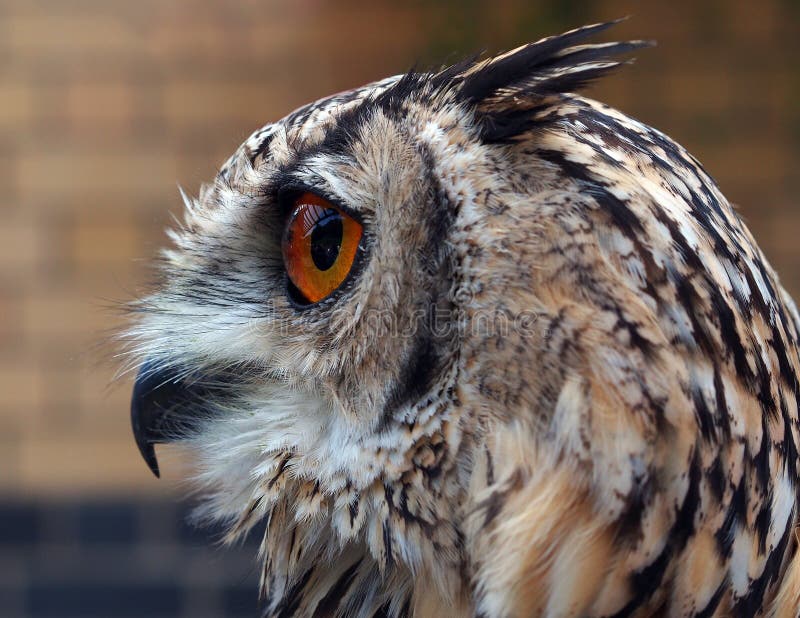 Owl stock image. Image of bird, royalty, feathered, wildlife - 33231997