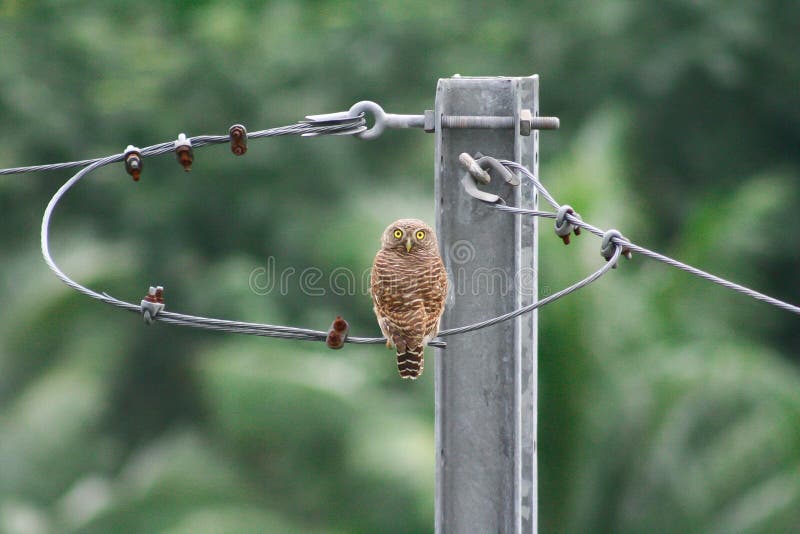 Owl turn head back stock photo. Image of cable, back - 52301958