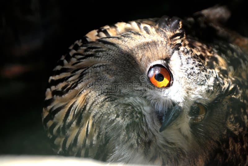 Owl with Turned Head and One Eye Can See Stock Image - Image of ...