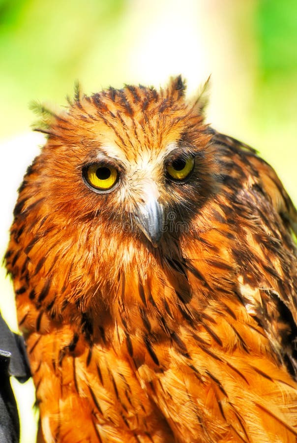 The Tawny Fish Owl is a Species of Owl in the Genus Ketupa. it is Clear ...