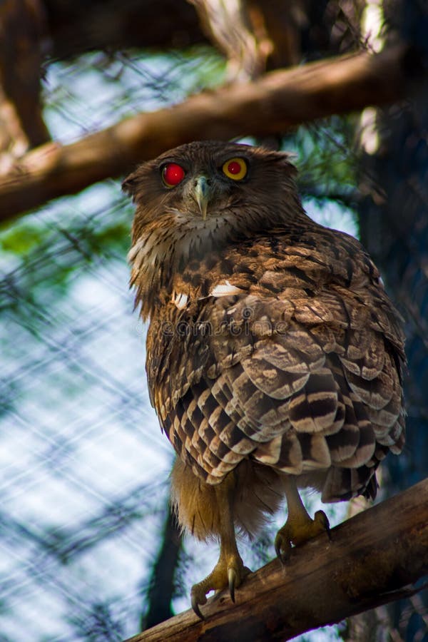 Owl with unique eyes stock image. Image of quail, wildlife - 235955251