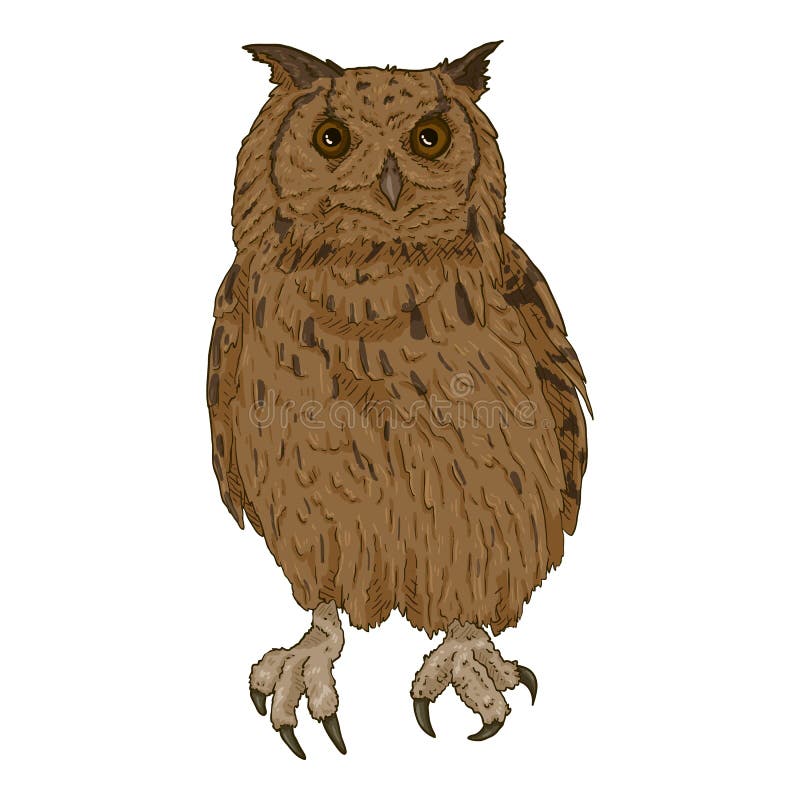 Owl Vector Cartoon Illustration on White Background Stock Vector ...