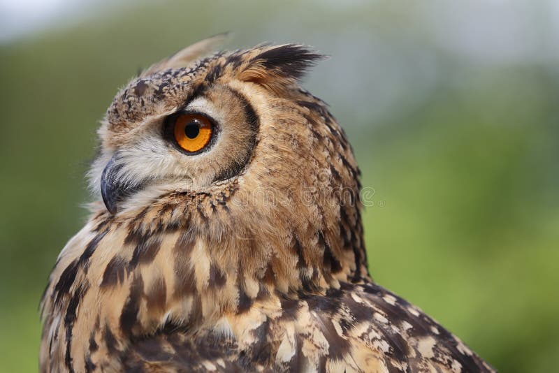 Owl vision ahead stock photo. Image of ibis, prey, avian - 28506728