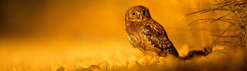Owl stock image. Image of owlette, killer, yellow, night - 67120225