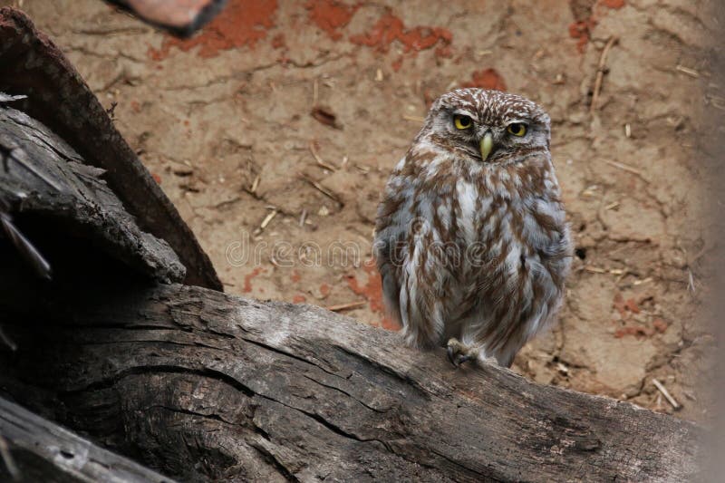 Owl stock photo. Image of chairs, color, freedom, mountain - 56556514