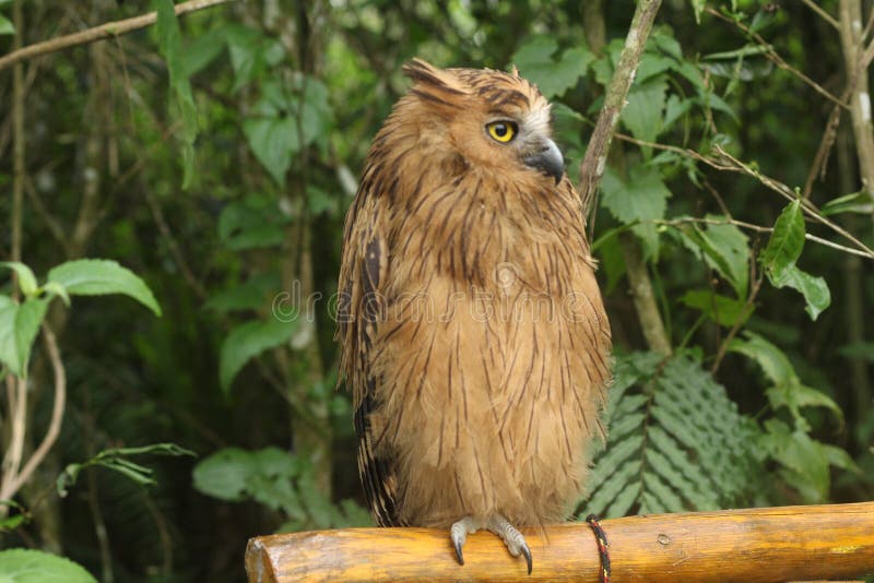 The Owl in West java stock image. Image of branch, wing - 261979919