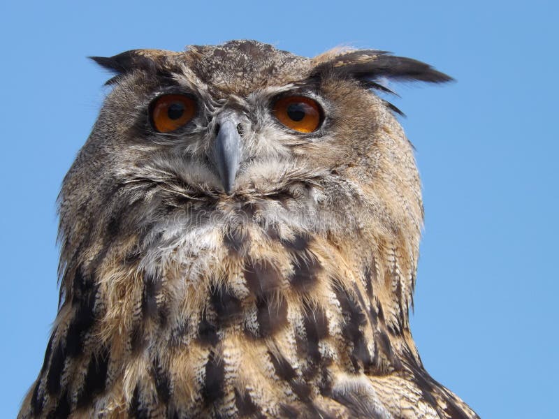 Owl stock photo. Image of stare, birds, animals, wild - 67915578
