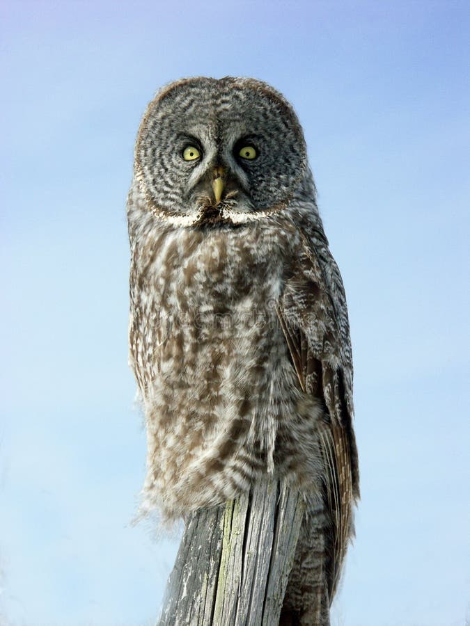 Owl on a windy day stock image. Image of feathers, bird - 784223