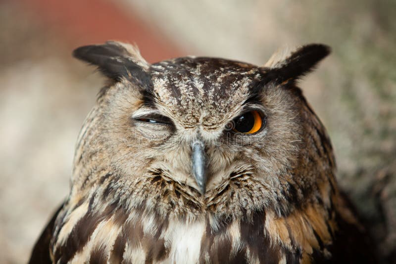 Owl stock photo. Image of looking, tired, animal, nocturnal - 35093032