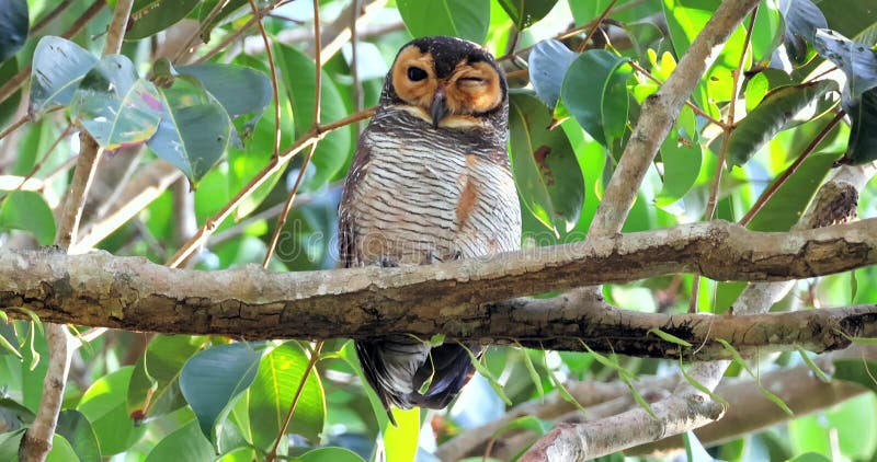 Owl Winking on Tree Branch, Surrounded Stock Video - Video of perched ...