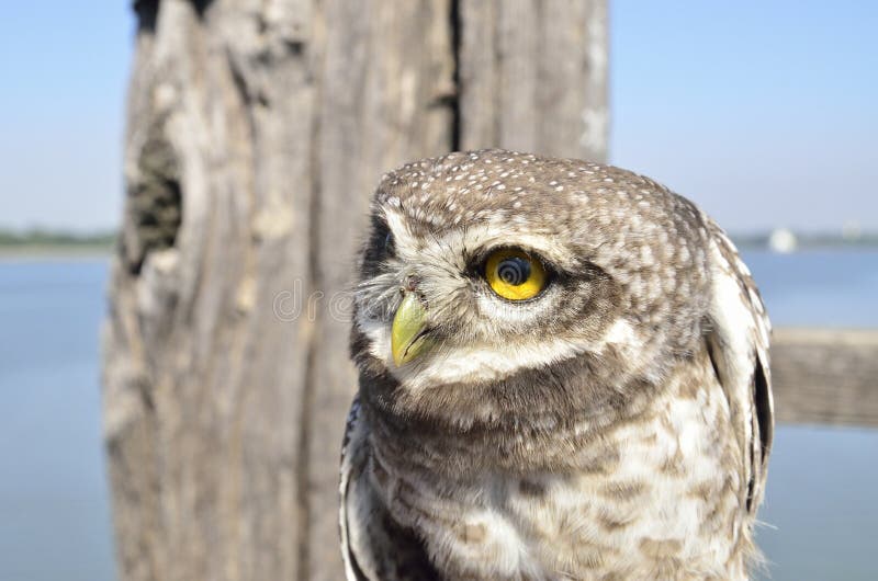 Owl, Yellow Eyes, in Front of a River Stock Image - Image of beak ...