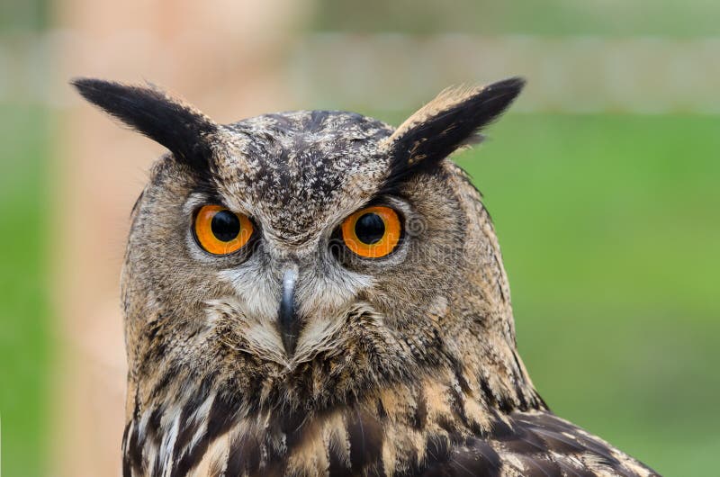 Owl stock photo. Image of animal, nocturnal, eyebrows - 30921870