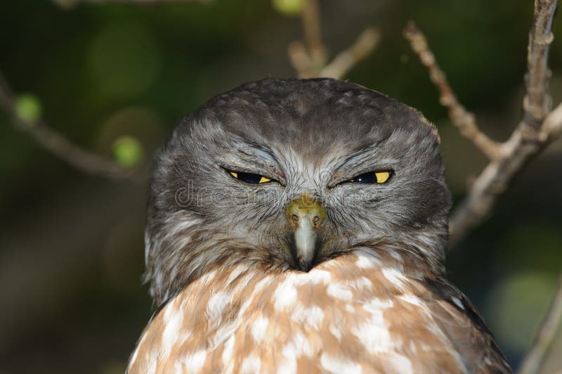 Squinting Owl Stock Photos - Free & Royalty-Free Stock Photos from ...