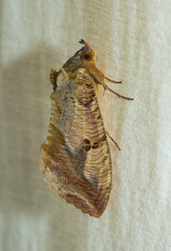 Owlet Moth on cloth stock photo. Image of cloth, weird - 90444578