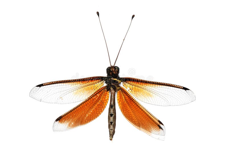Owlfly stock photo. Image of long, look, antennae, wing - 15991328