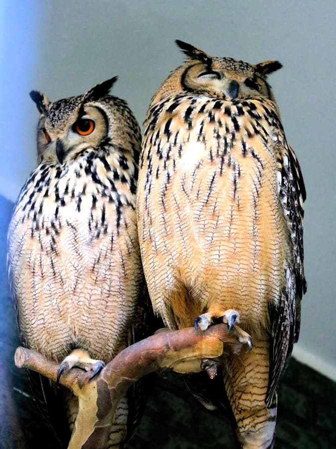 Owls stock photo. Image of lovely, birds, owls, european - 80529774