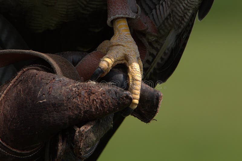 Owls claw stock photo. Image of great, view, camera, nature - 83612900