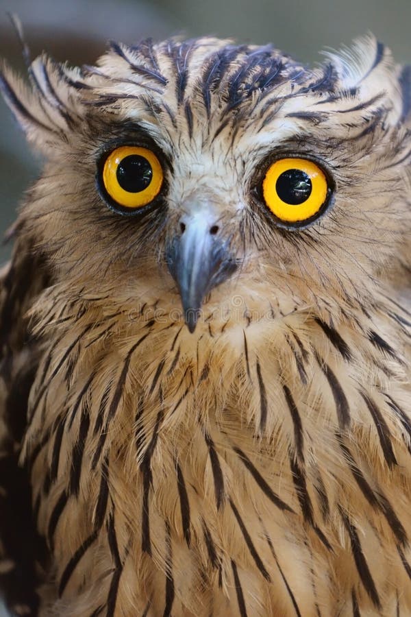 Owls eyes stock image. Image of hooked, hunter, catch - 59902387