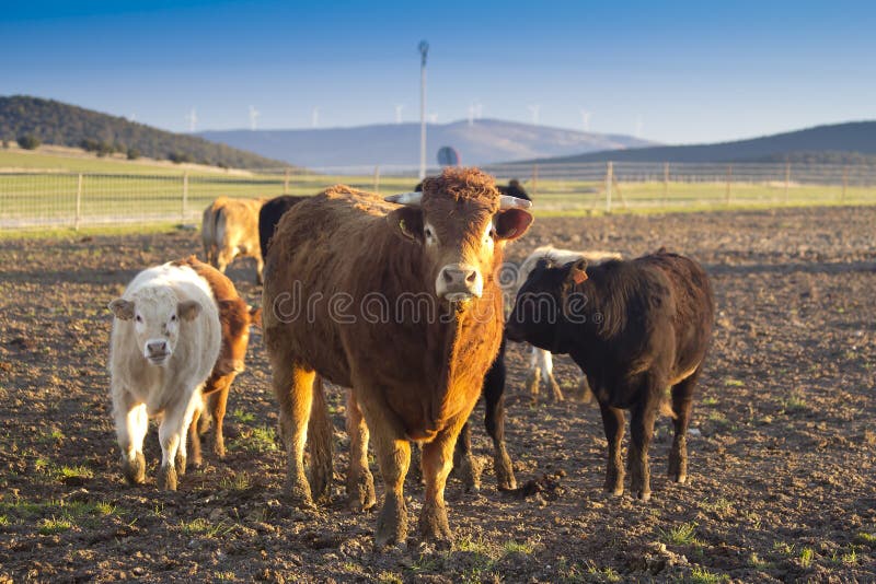 Group Of Oxen Walking On Harvested Rice Farm Stock Photo - Image of ...