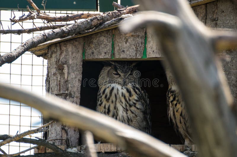 Owls at the farm stock photo. Image of outdoors, isolated - 105590448