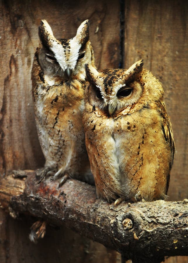 Owls on a log stock photo. Image of natrual, owls, perched - 44911676