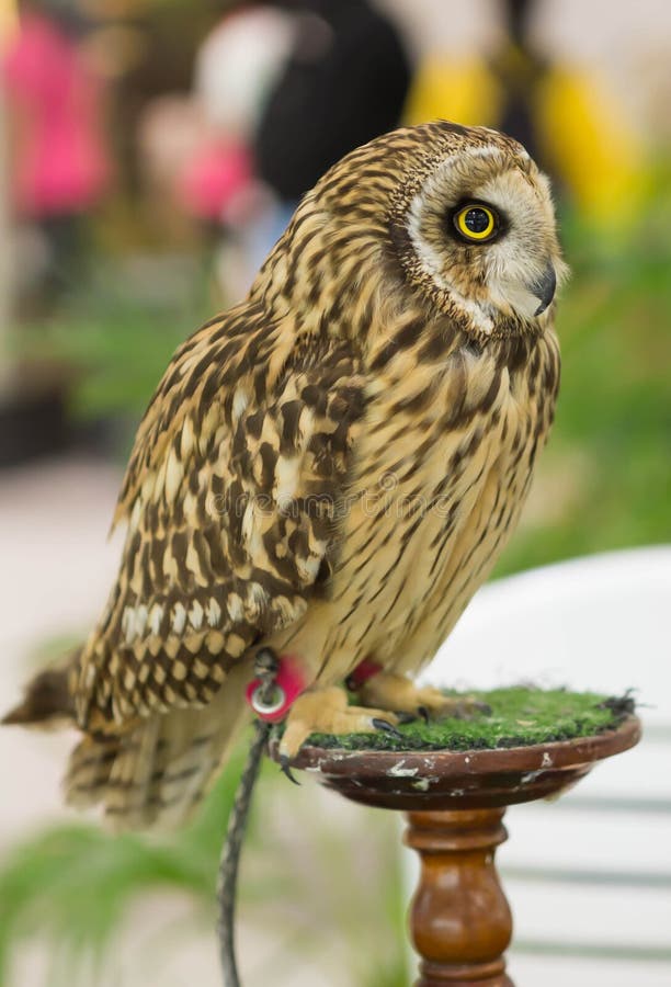 Owls looking stock image. Image of stand, look, mammal - 74964551