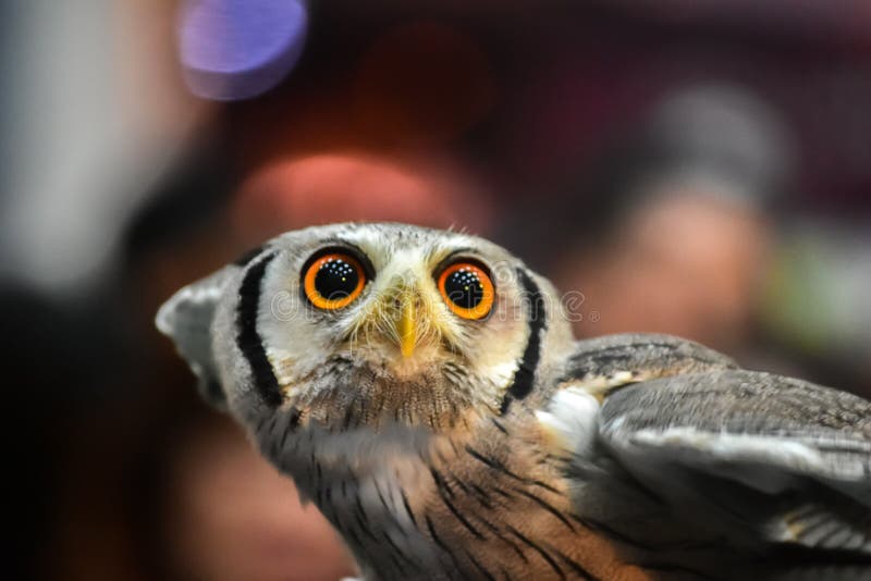 Owls Portrait. Owl eyes stock image. Image of eyes, natural - 89896253
