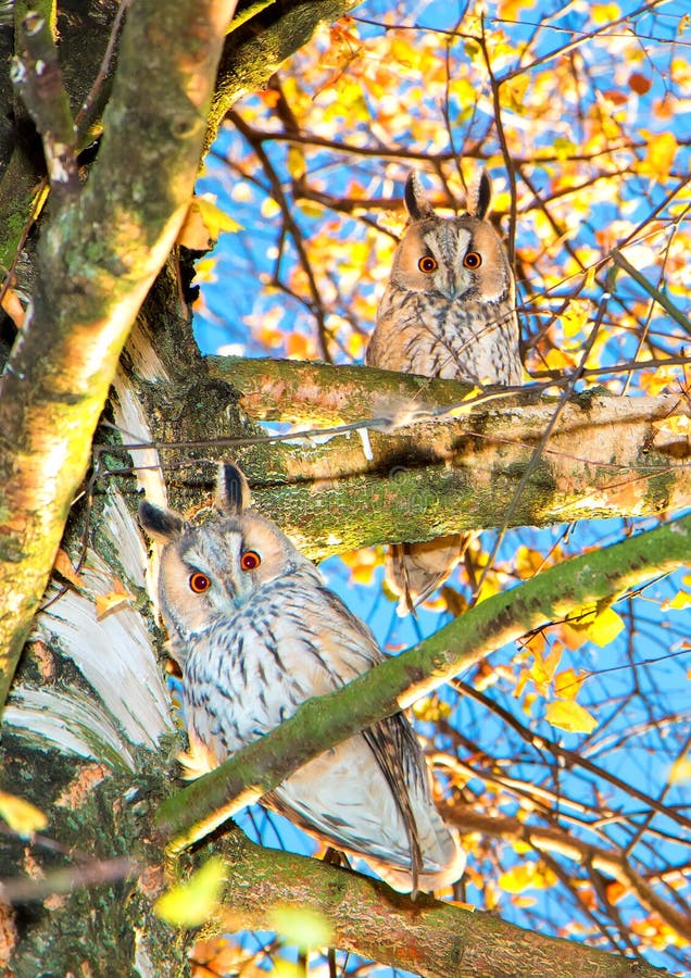 Owls Stock Photos - Download 9,927 Royalty Free Photos