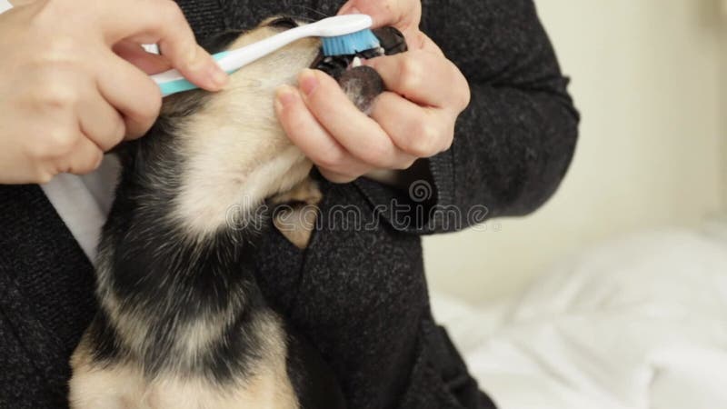 The Owner Brushes Her Dog S Teeth with a Toothbrush and Pet Toothpaste ...