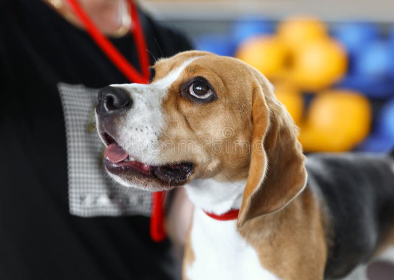 Owner with Cute Funny Beagle at Dog Show Stock Image - Image of breed ...