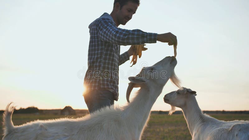 The Owner Feeds His Goats with Banana Skins. Stock Image - Image of ...