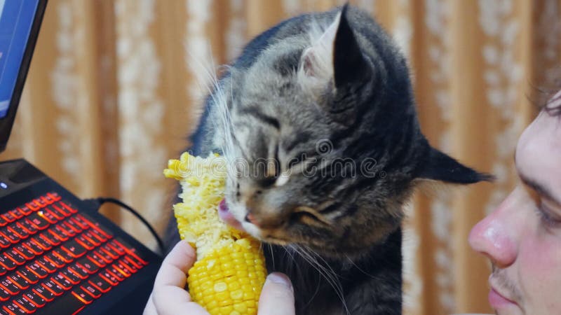 The Owner Feeds Maine Coon Cat of Boiled Corn at Notebook Stock Image ...