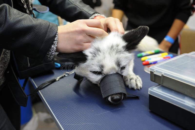 Owner Hands Puts Muzzle on a Fox before Grooming Stock Image - Image of ...