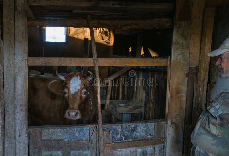 The Owner and His Cow in the Barn Editorial Photography - Image of food ...