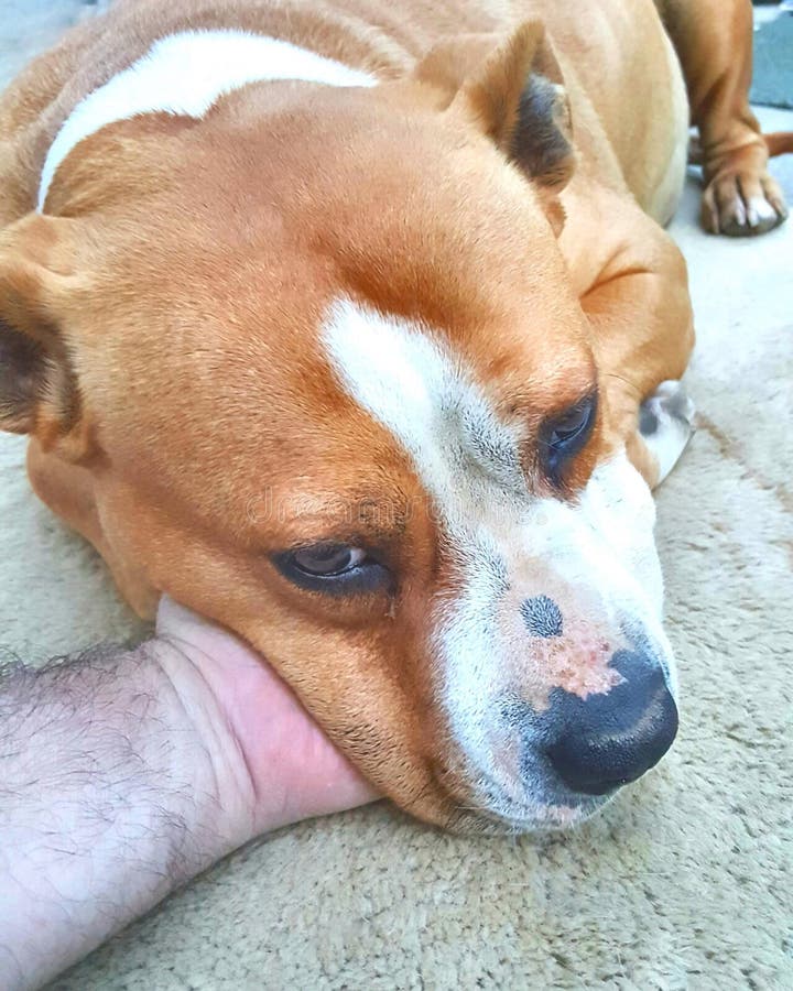 Owner Hold Head of Amstaff Dog because Illness Stock Image - Image of ...